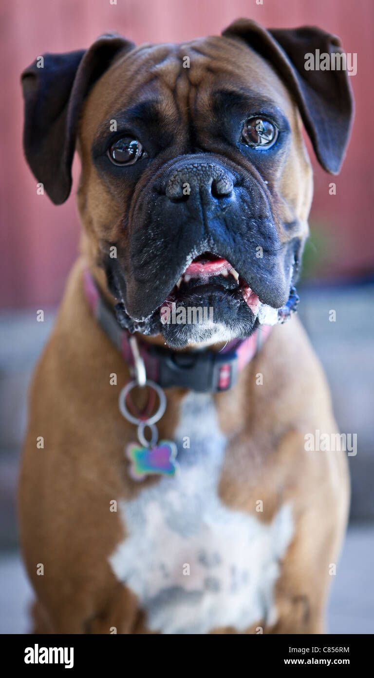 Cute female boxer dog Stock Photo - Alamy