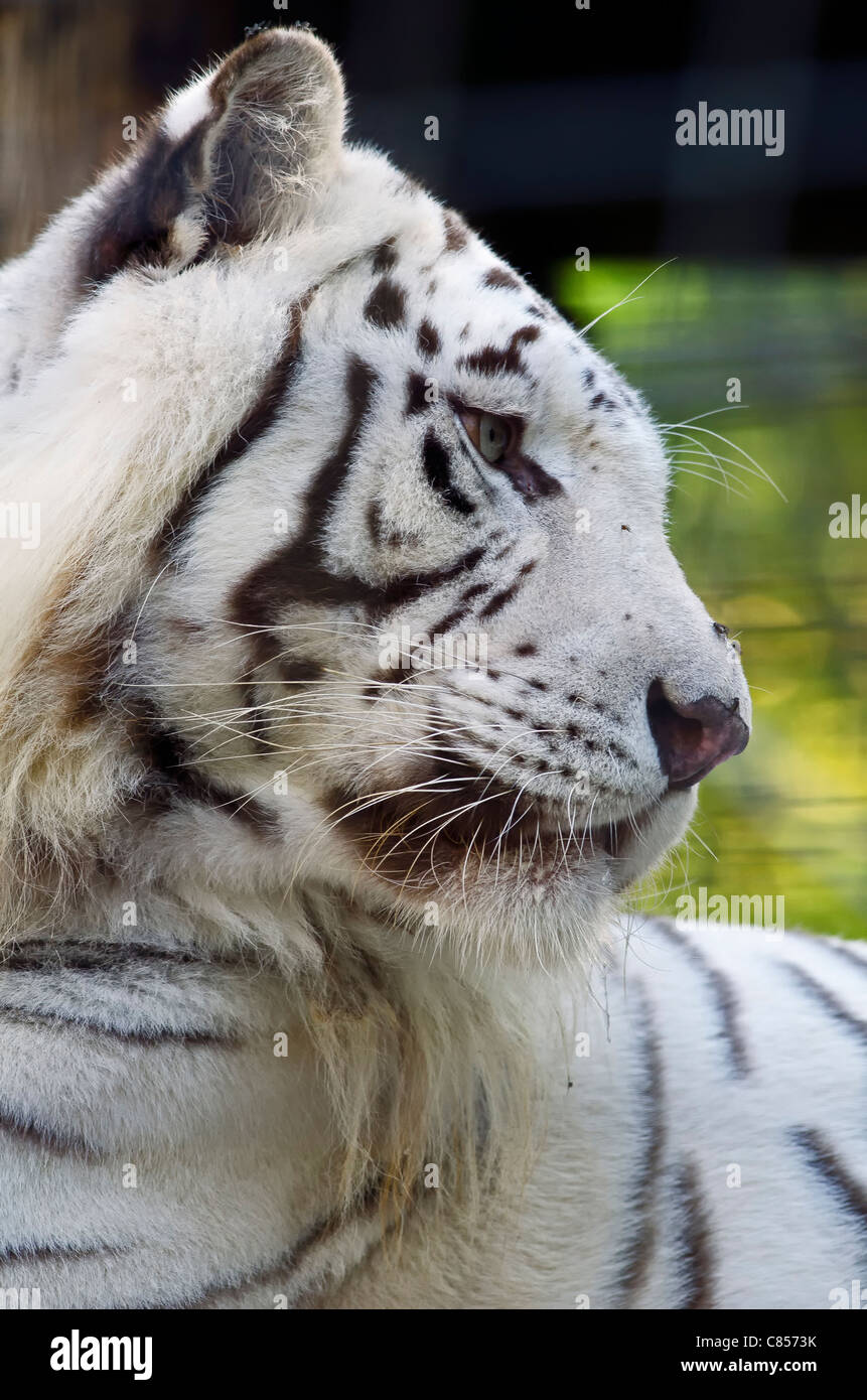 Photo of a White Bengal Tiger (Panthera tigris tigris) in captivity ...