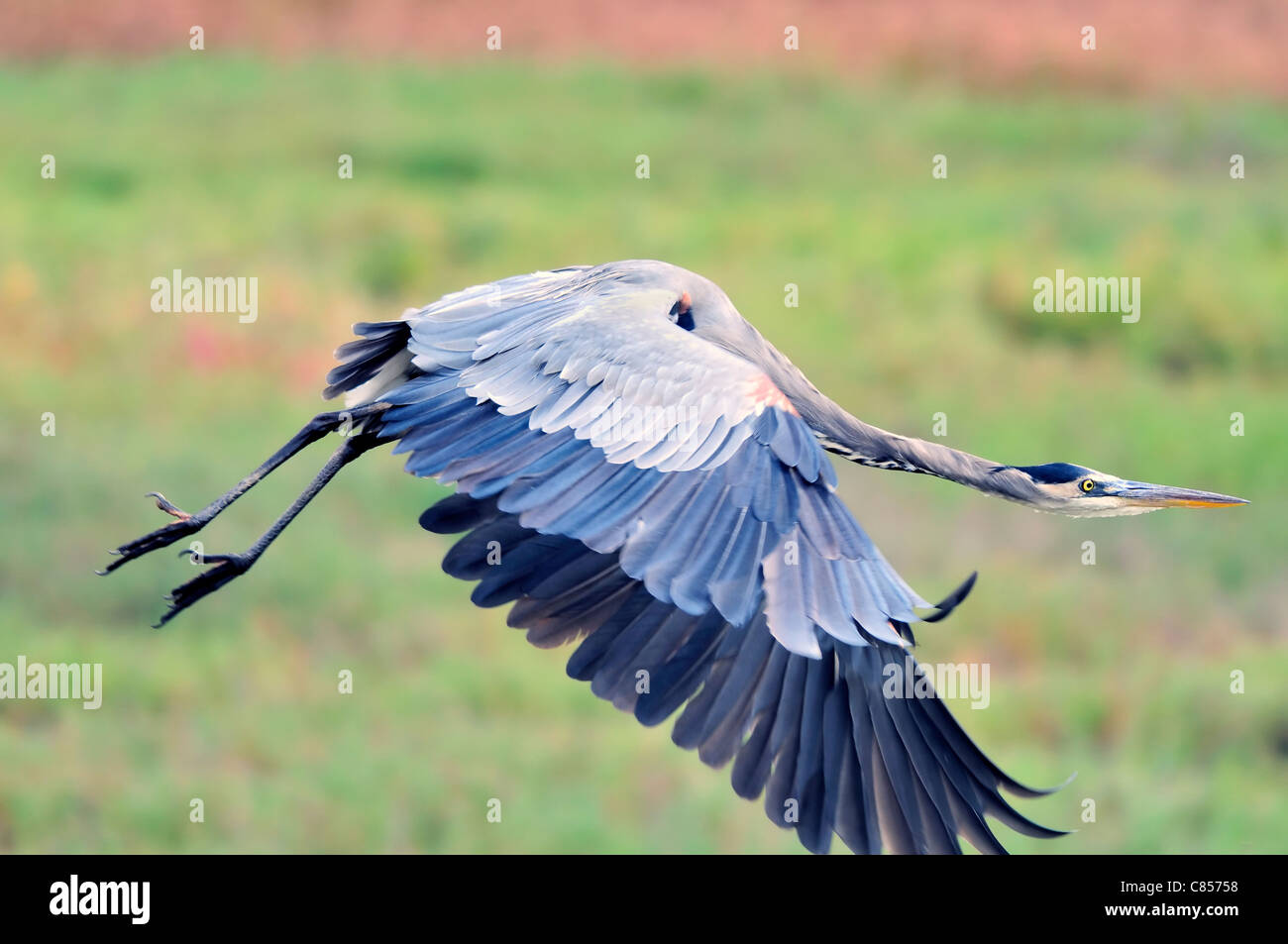 Large long neck hi-res stock photography and images - Alamy