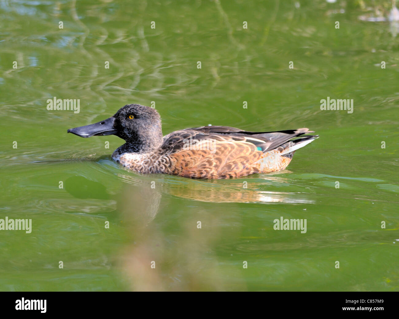 This is a Northern Shoveler (Spatula clypeata), a dabbling duck known ...
