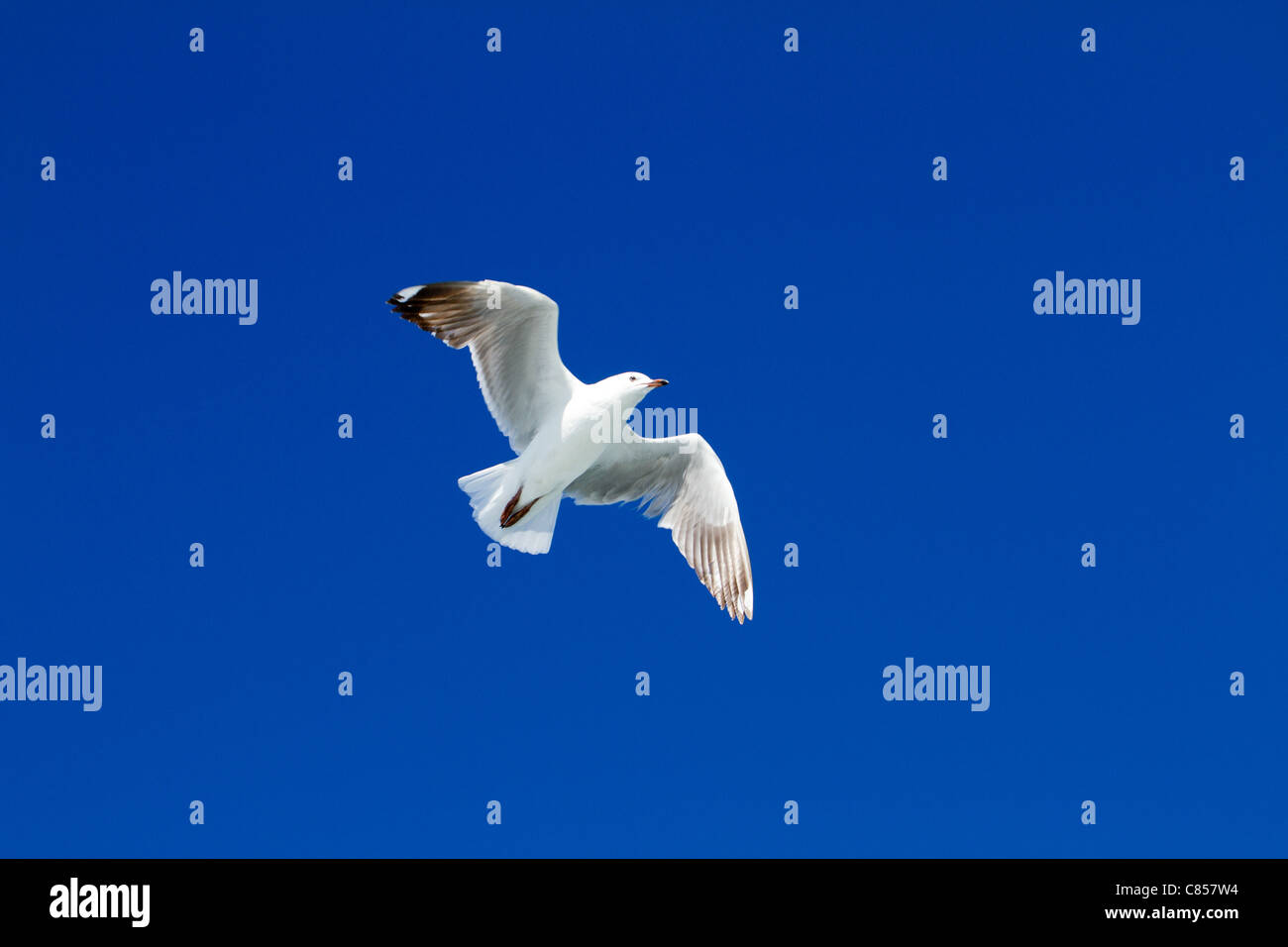 Seagull flying hi-res stock photography and images - Alamy