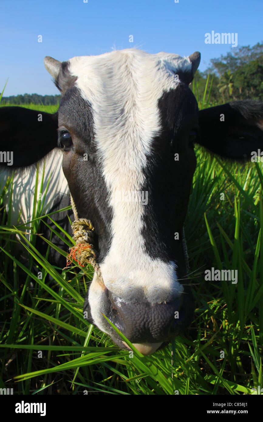 Blue tongue cow hi-res stock photography and images - Alamy