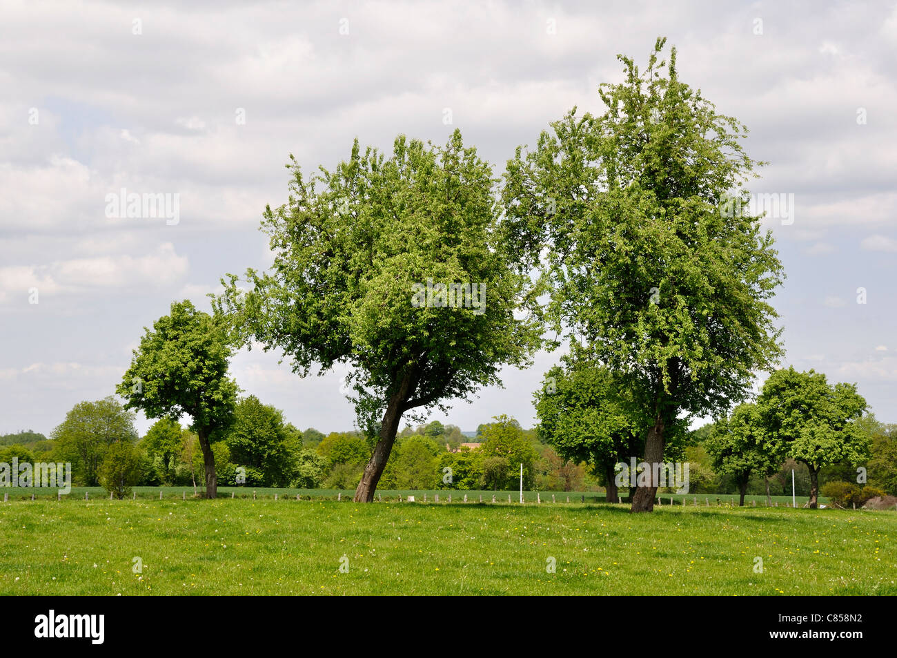 Poiré normandy hi-res stock photography and images - Alamy