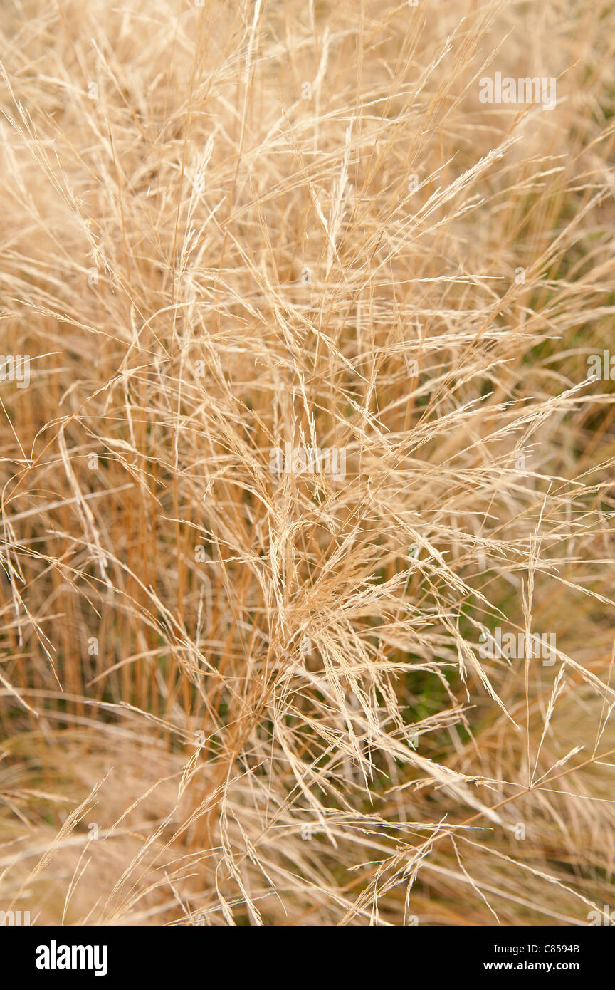 Stipa tenuifolia or Pheasant Grass caught by gentle wisps of wind Stock ...