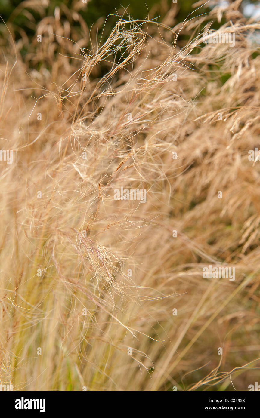Stipa tenuifolia or Pheasant Grass caught by gentle wisps of wind Stock ...