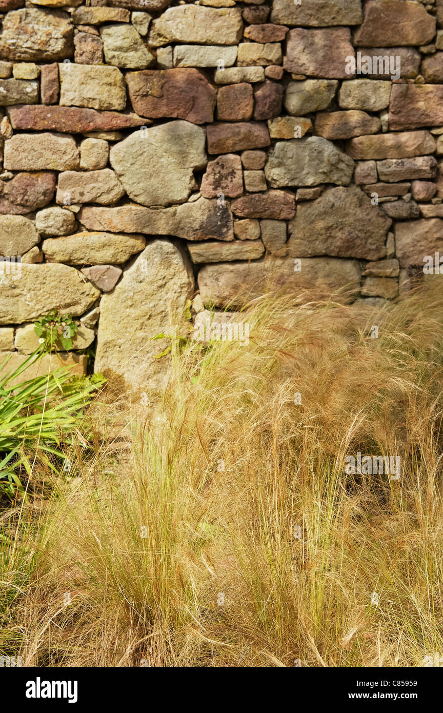 Stipa tenuifolia or Pheasant Grass caught by gentle wisps of wind ...