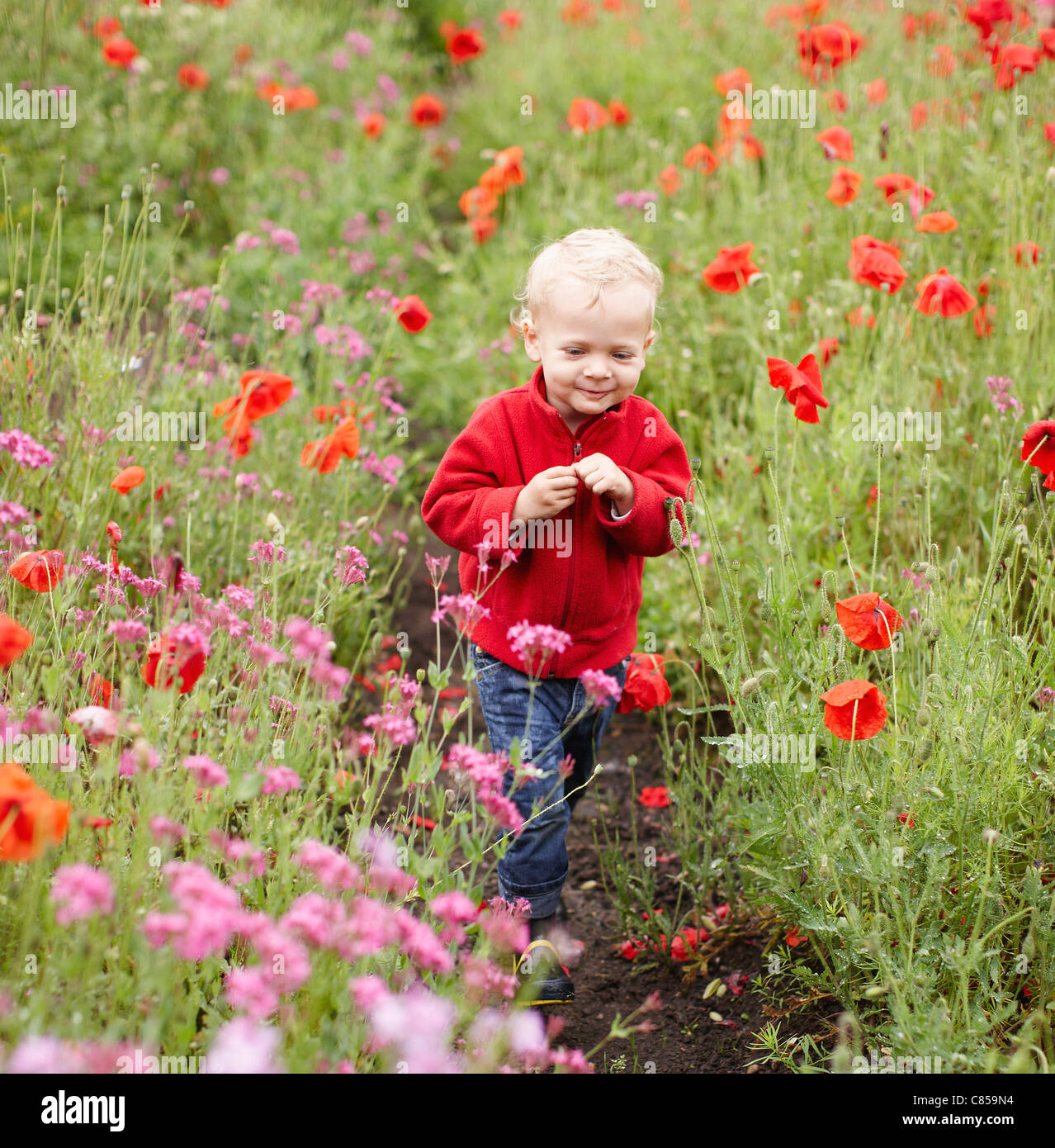 Toddler boy walking in field of flowers Stock Photo - Alamy