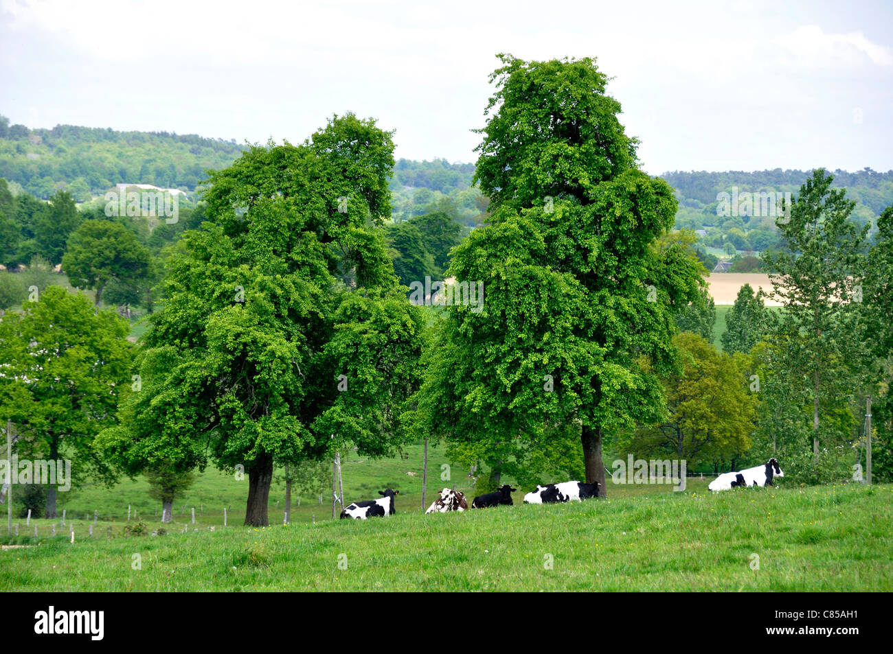 France cattle normandy not cow hi-res stock photography and images - Alamy