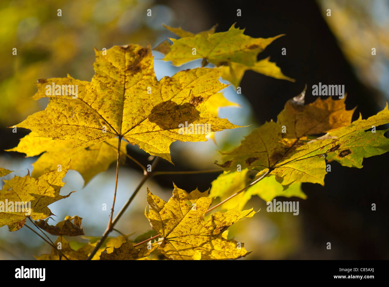 Close up of the maple leaf Stock Photo - Alamy