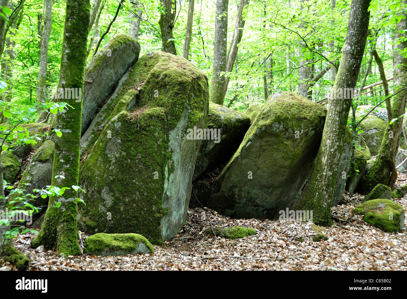 A wood with alignment of rocks, a megalithic and secret place near La ...