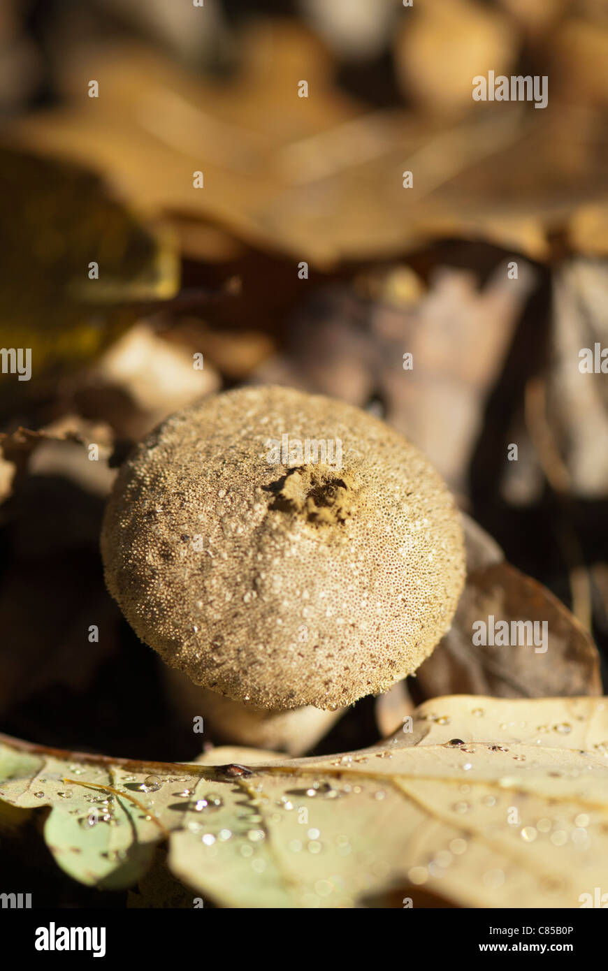 Old puffball hi-res stock photography and images - Alamy