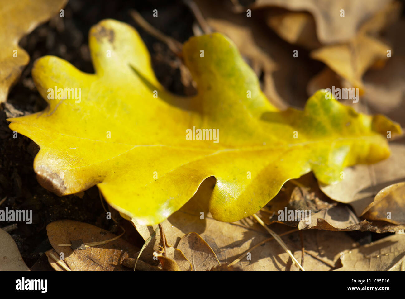 Single falling oak leaf Stock Photo - Alamy