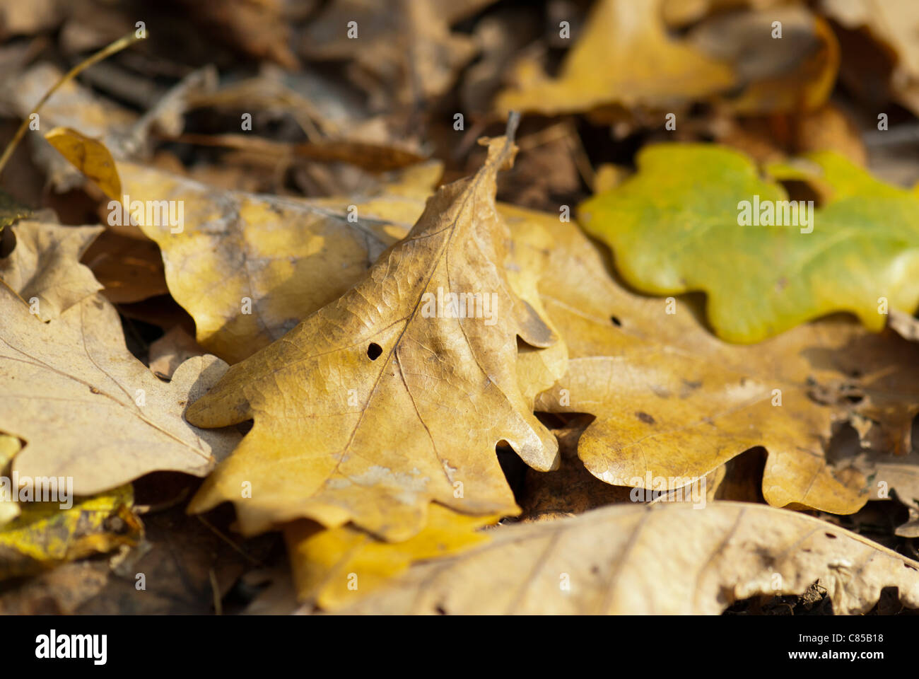 Falling oak leaves Stock Photo - Alamy