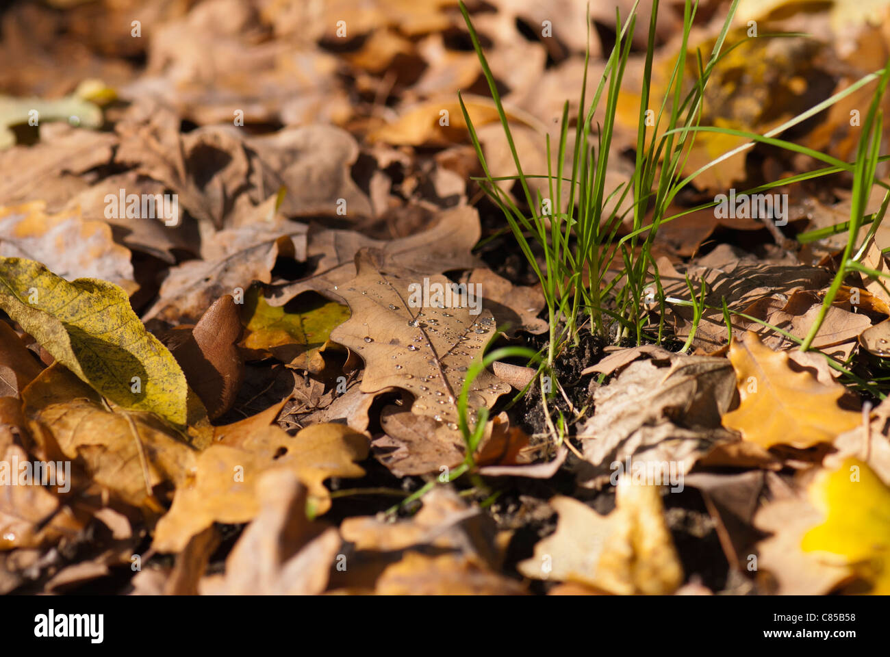 Falling oak leaves on a ground Stock Photo - Alamy