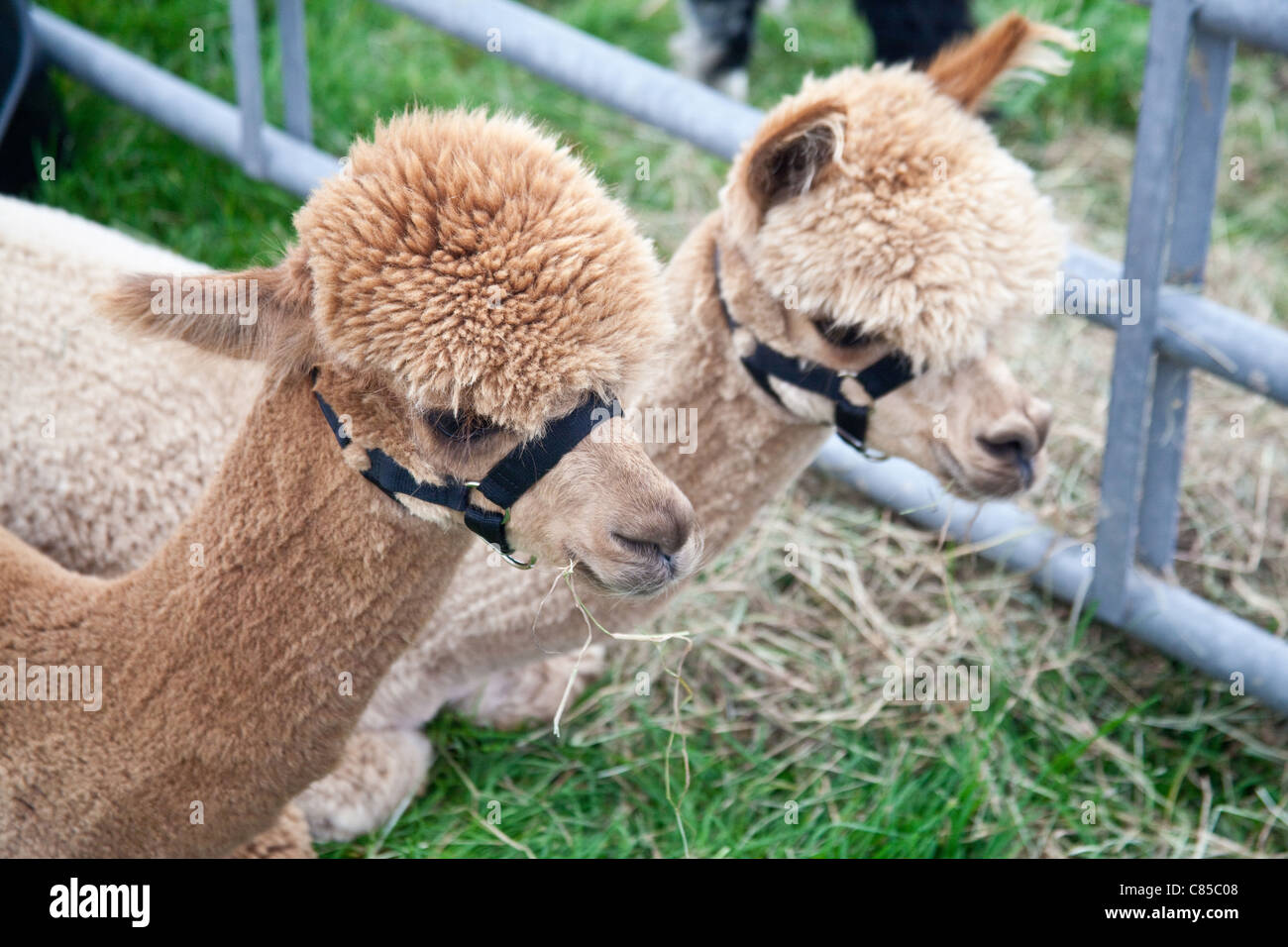 Alresford rural show hi-res stock photography and images - Alamy