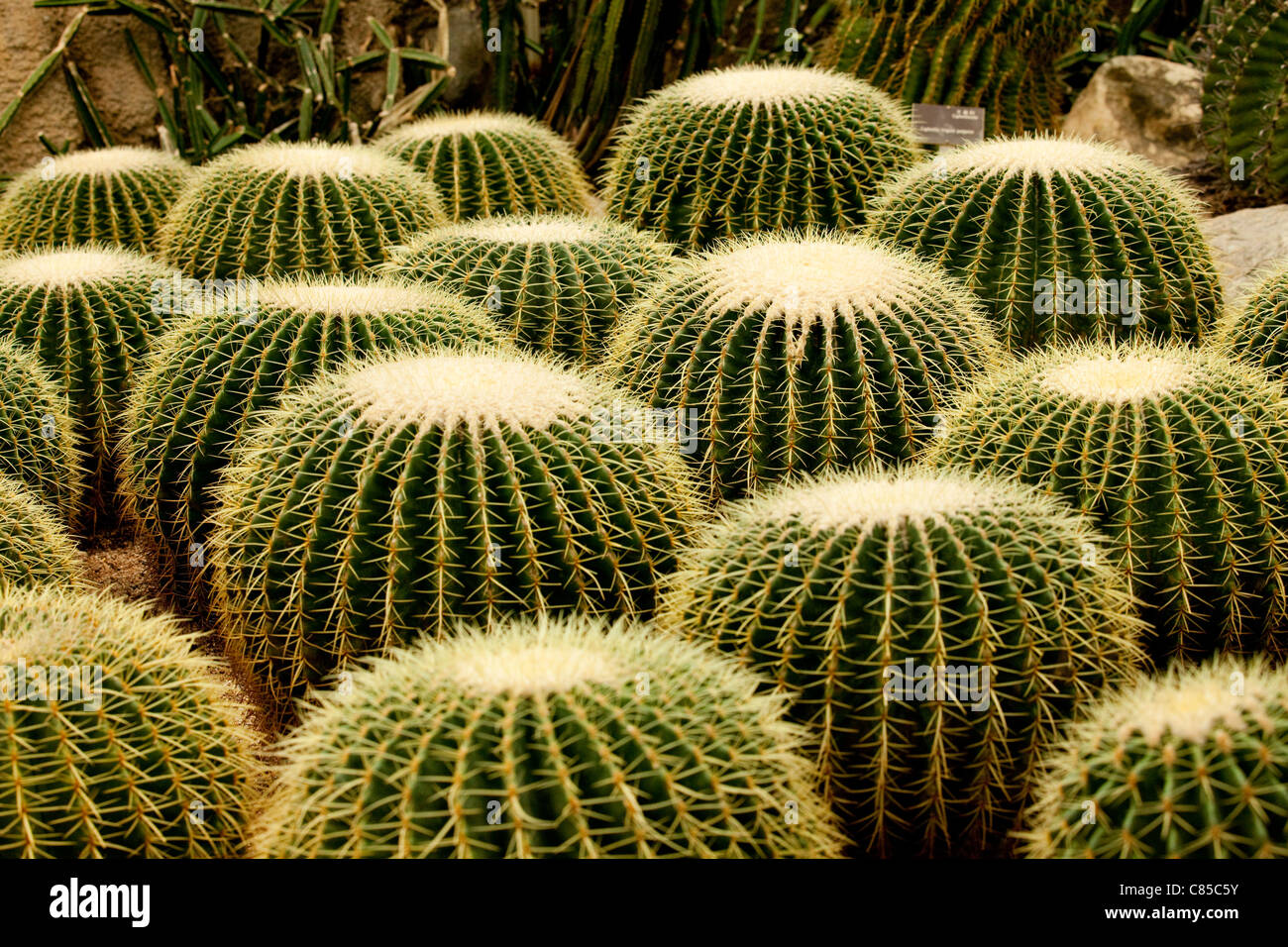 Group of Cactus in the desert Stock Photo - Alamy