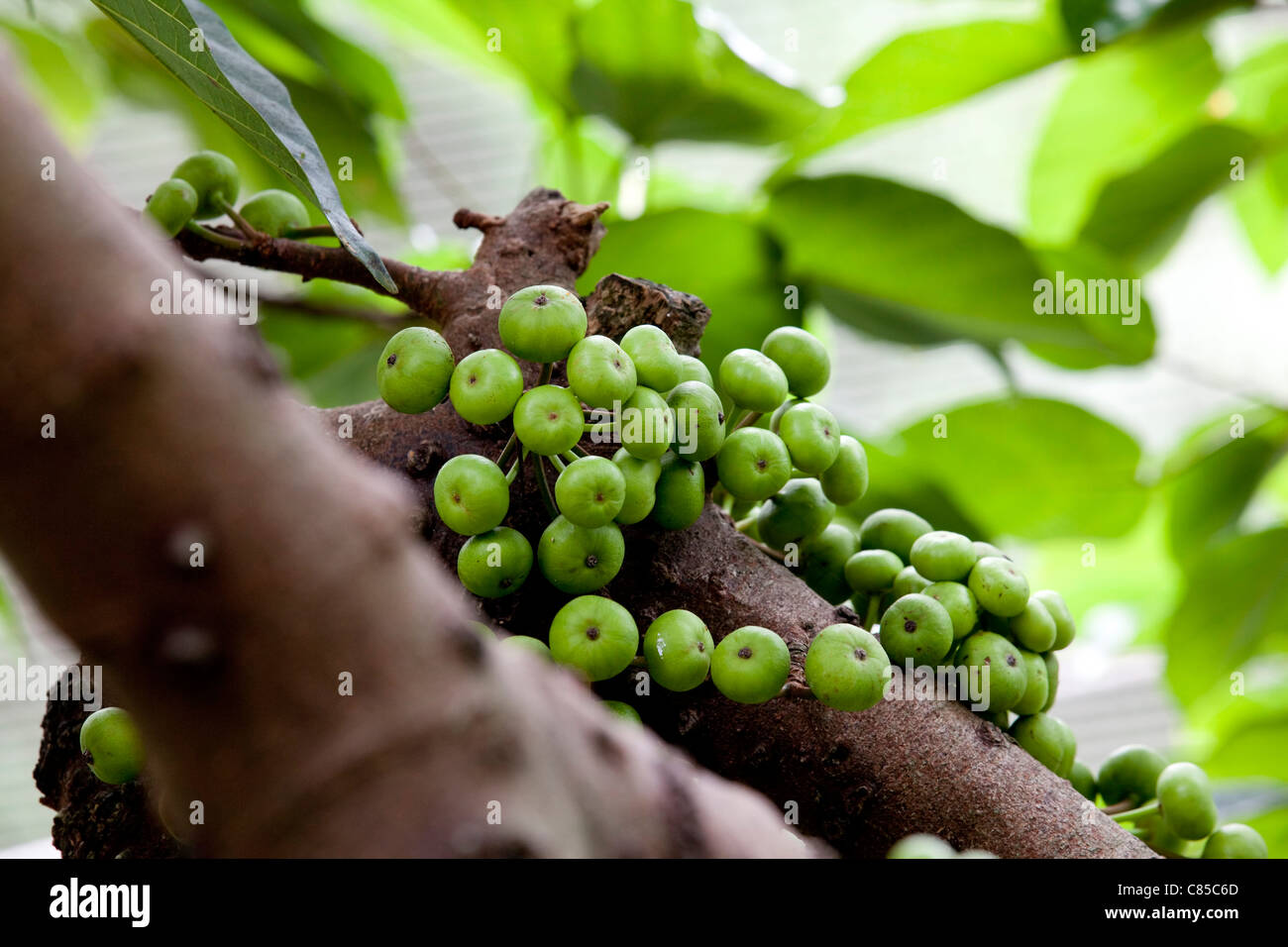 Fruit Growing on a Tree Stock Photo - Alamy
