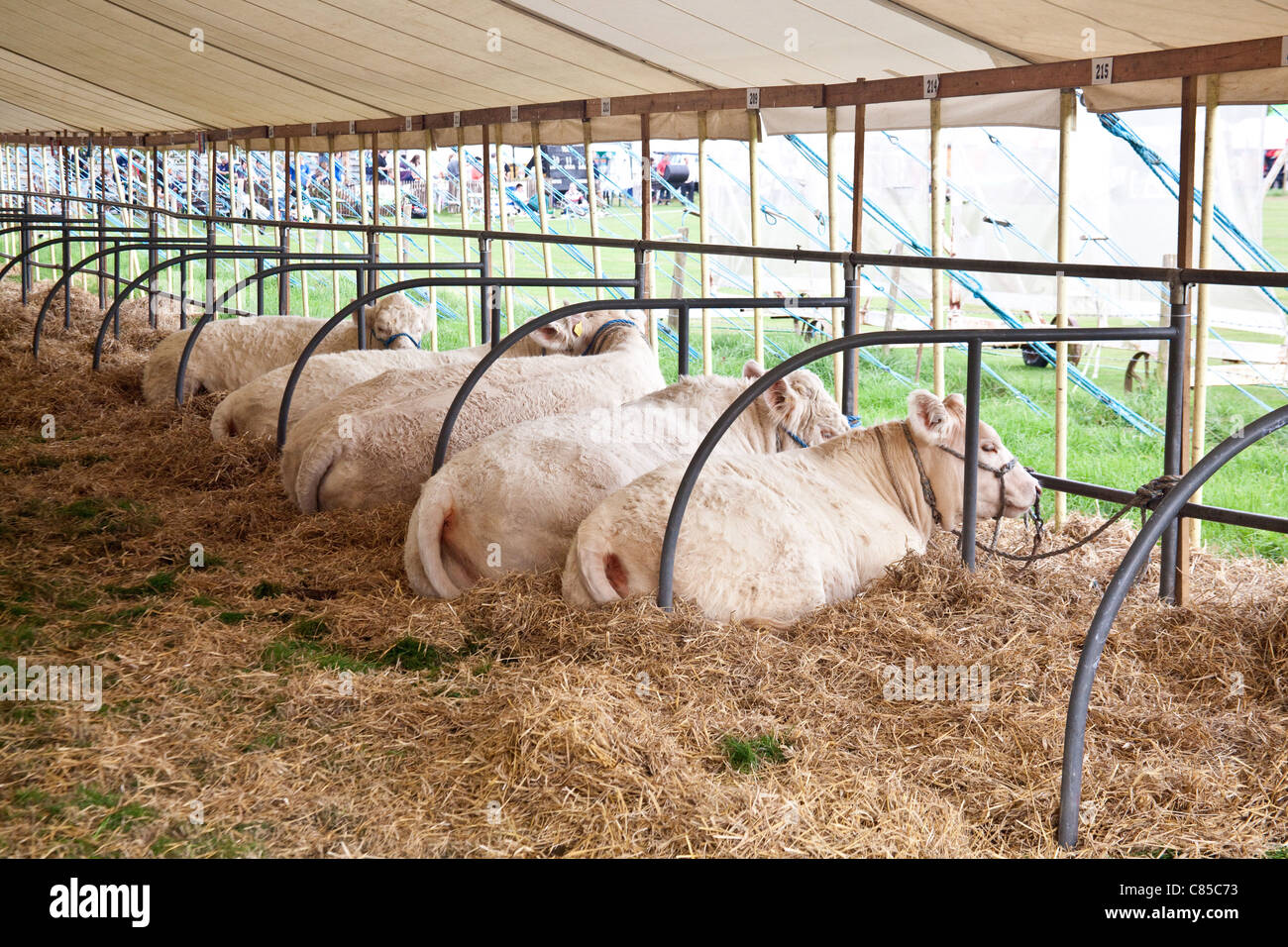 Alresford Show Stock Photos & Alresford Show Stock Images - Alamy
