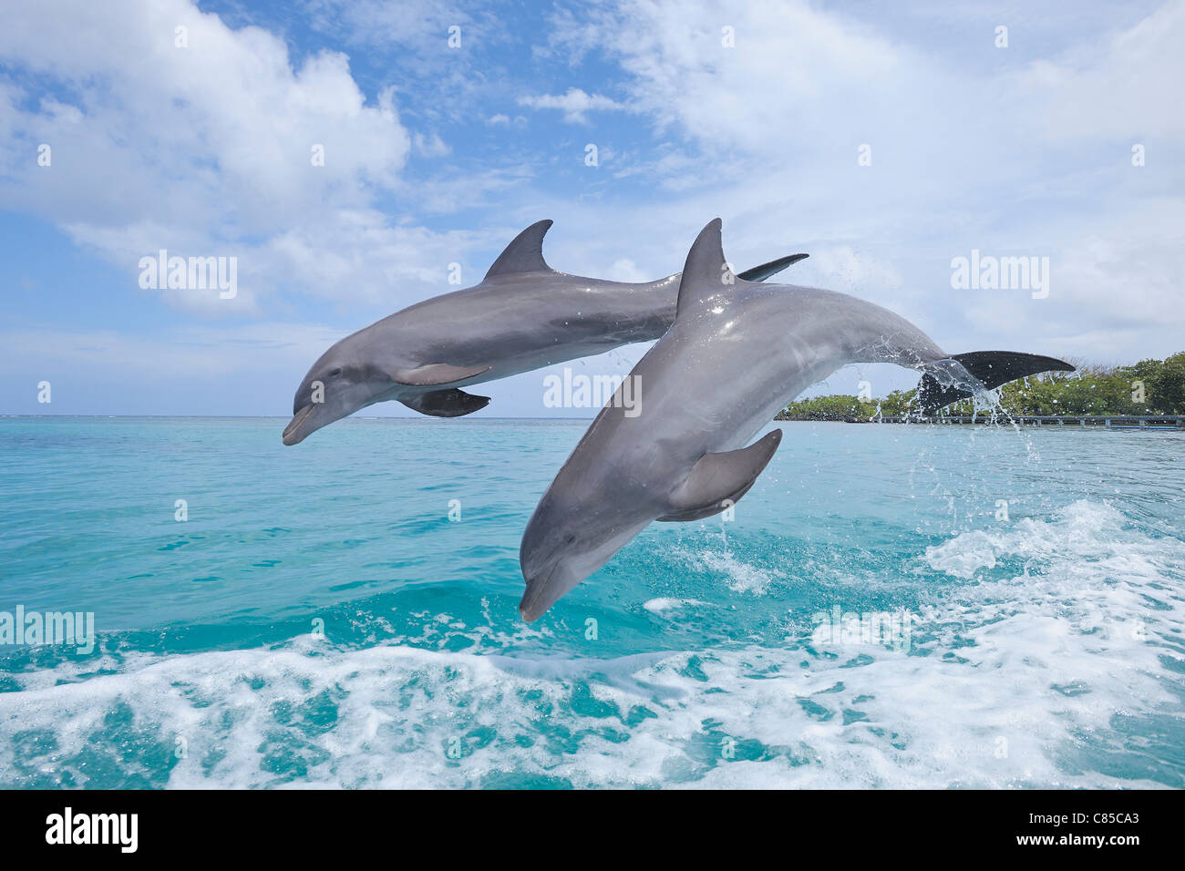 Common Bottlenose Dolphins Jumping in Sea, Roatan, Bay Islands ...