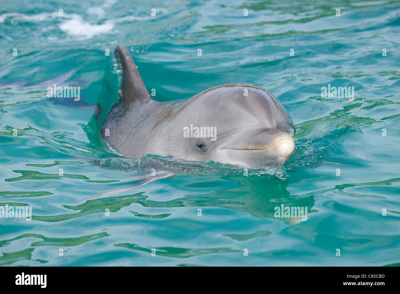 Common Bottlenose Dolphin, Roatan, Bay Islands, Honduras Stock Photo ...