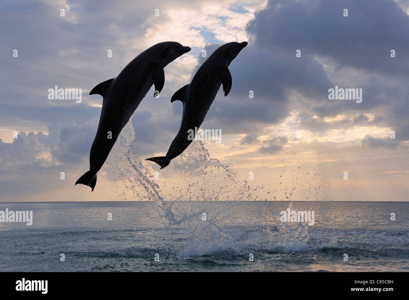 Bottlenose Dolphin Jumping In The Sunset
