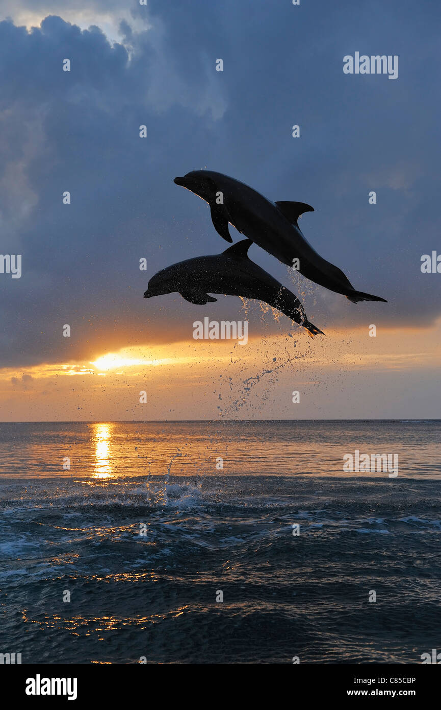 Common Bottlenose Dolphins Jumping in Sea at Sunset, Roatan, Bay ...