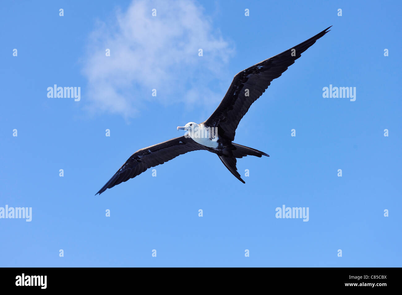 Great Frigatebird in Flight, Roatan, Bay Islands, Honduras Stock Photo ...