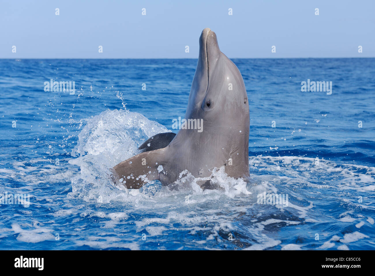 Common Bottlenose Dolphin in Caribbean Sea, Roatan, Bay Islands ...