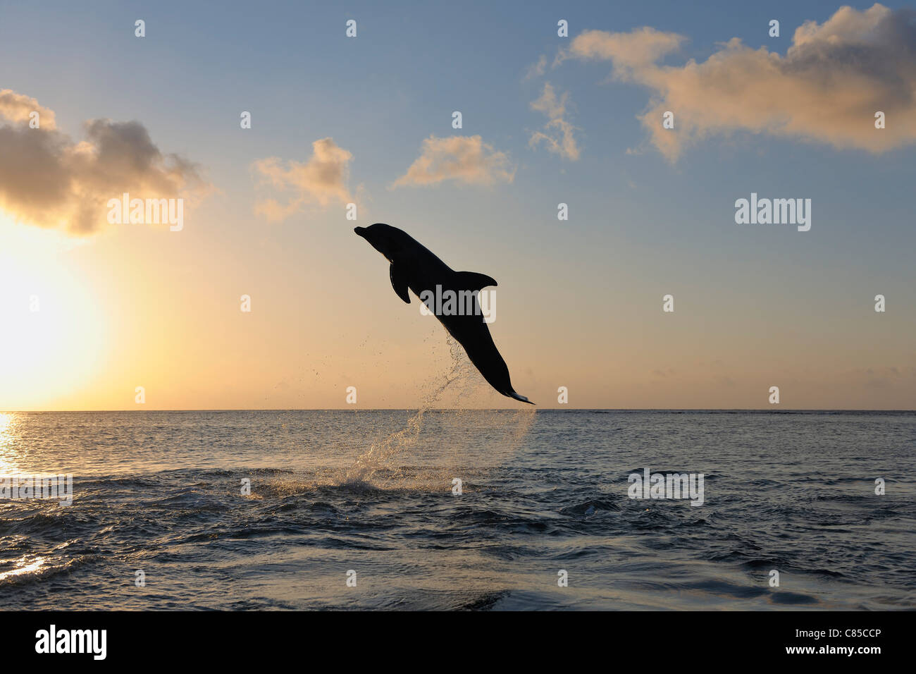 Dolphin jumping silo hi-res stock photography and images - Alamy