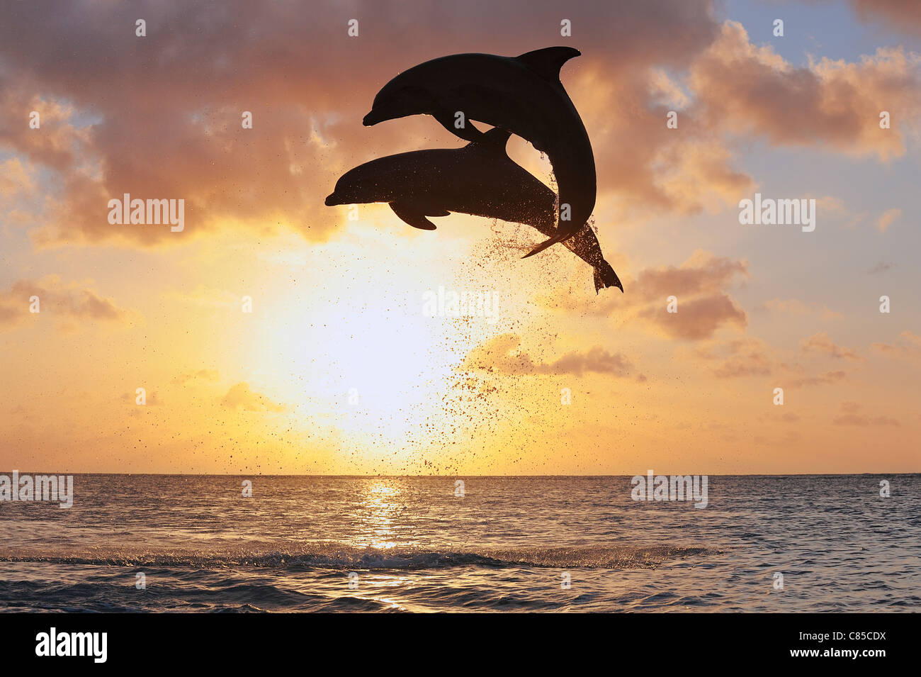 Common Bottlenose Dolphins Jumping in Sea at Sunset, Roatan, Bay ...