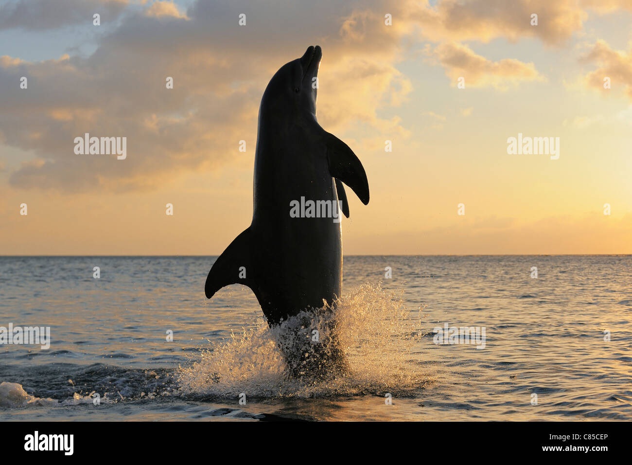 Common Bottlenose Dolphin Tail-Walking, Roatan, Bay Islands, Honduras ...