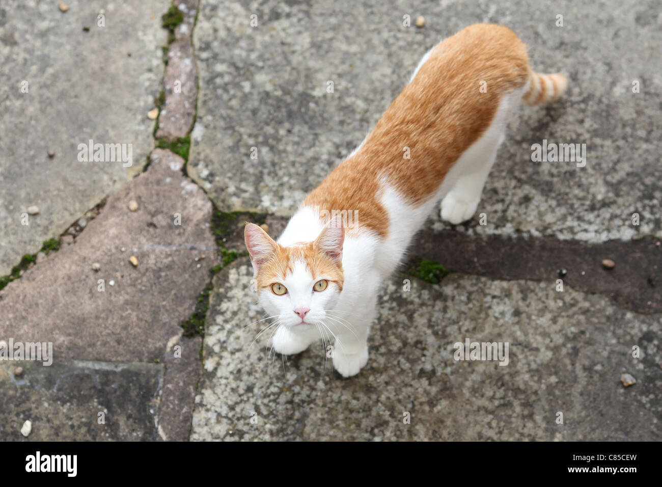 Aerial view of a domestic ginger and white pet cat Stock Photo - Alamy