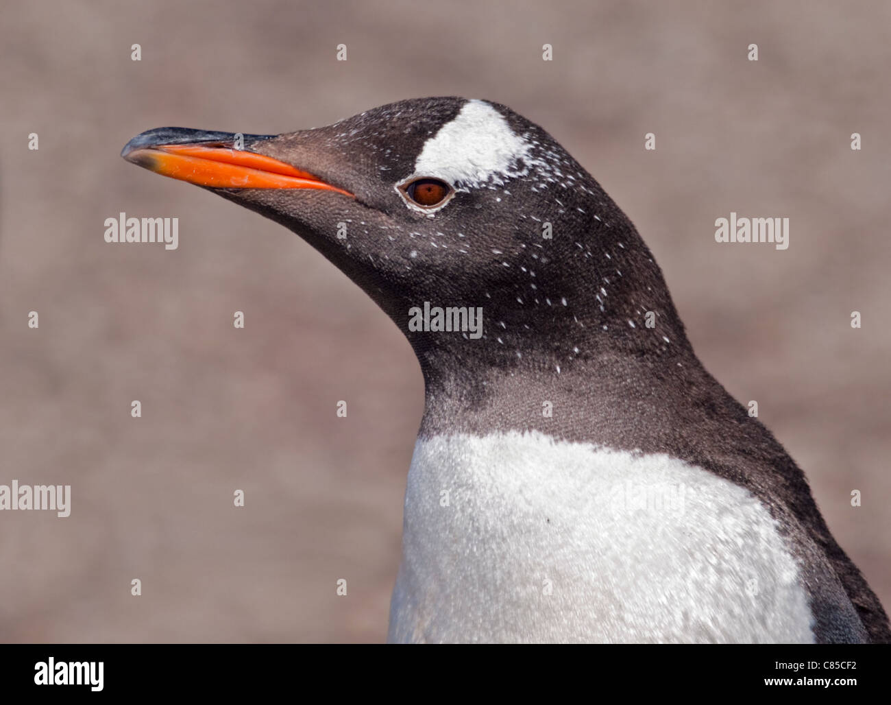 Gentoo penguin penguins pygoscelis papua falklands hi-res stock ...