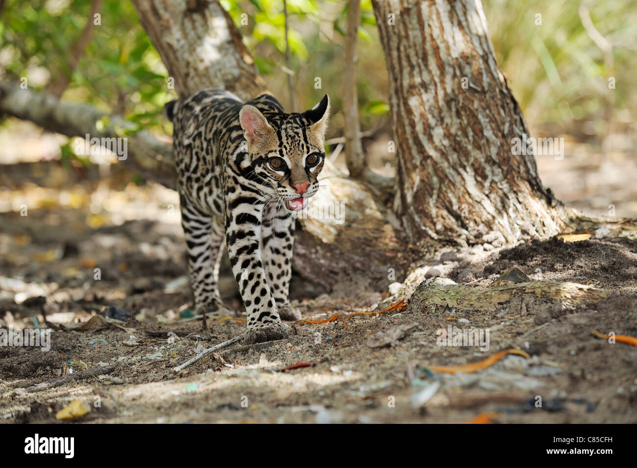 Ocelot in Forest, Roatan, Bay Islands Honduras Stock Photo - Alamy