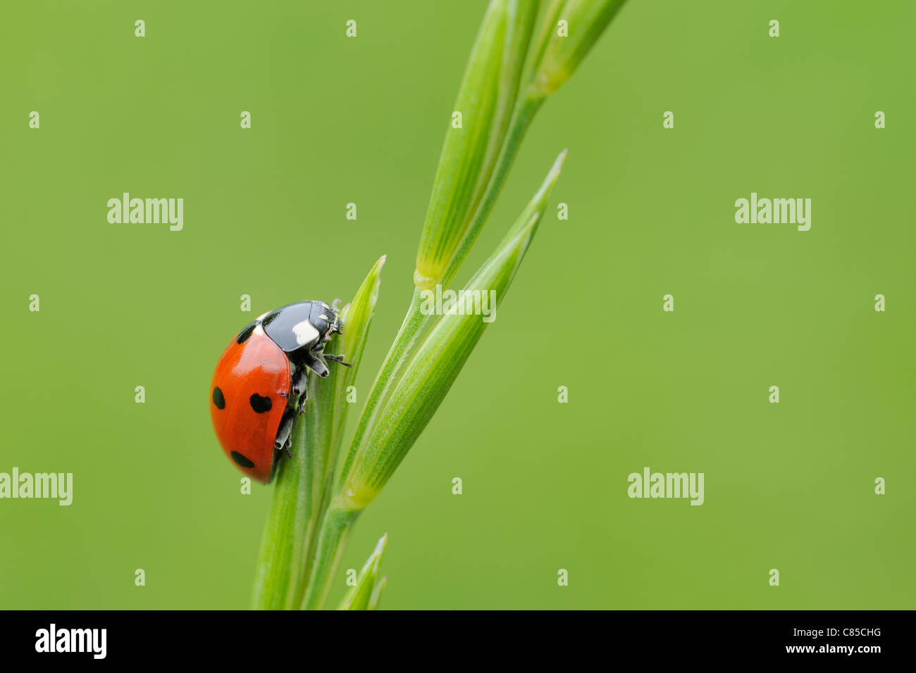 Ladybird on plant with negative space hi-res stock photography and ...