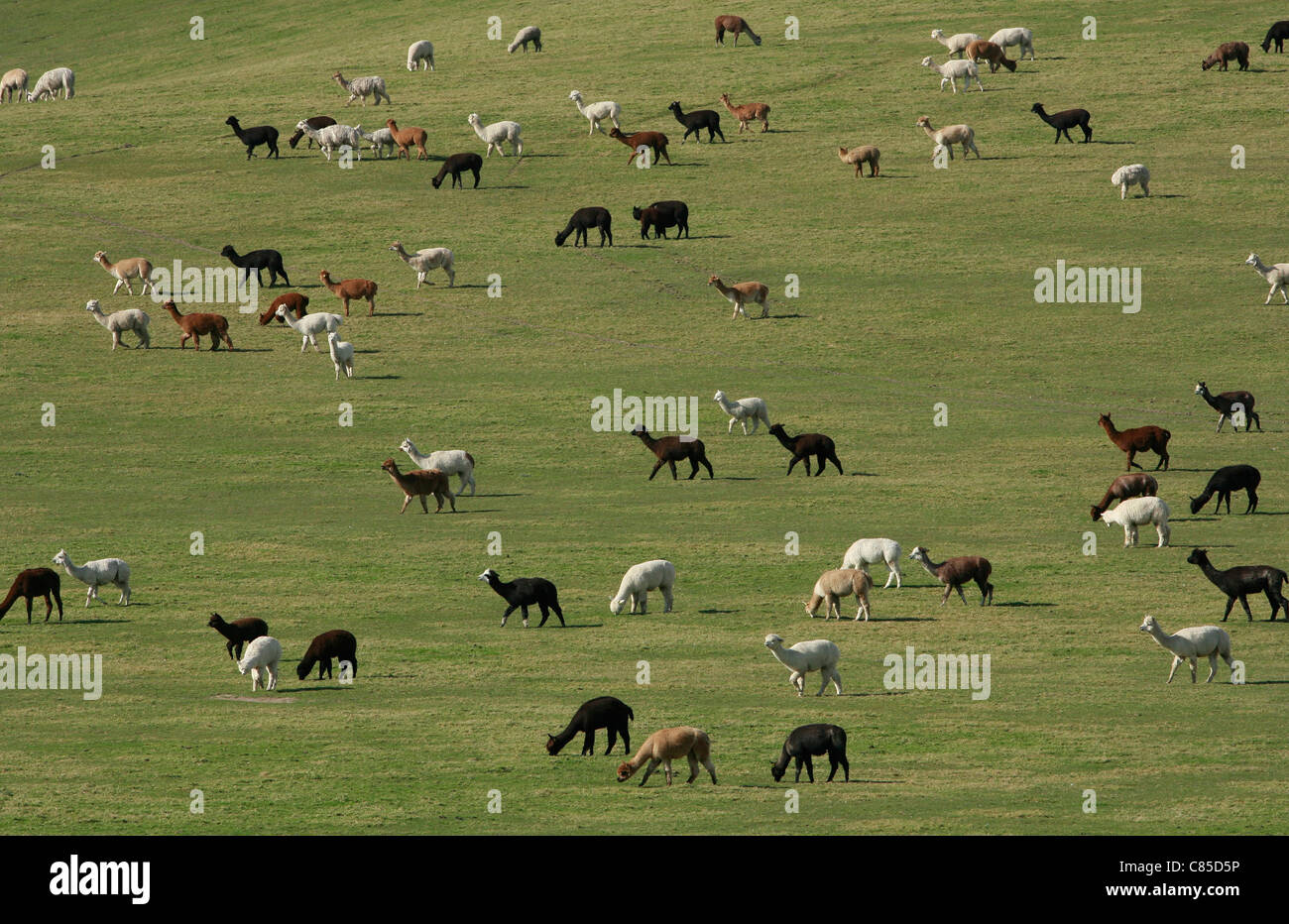 Alpacas grazing in a field on the South Downs in Sussex. Picture by ...