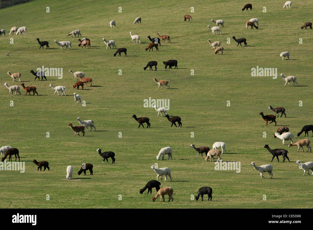 Alpacas grazing in a field on the South Downs in Sussex. Picture by ...