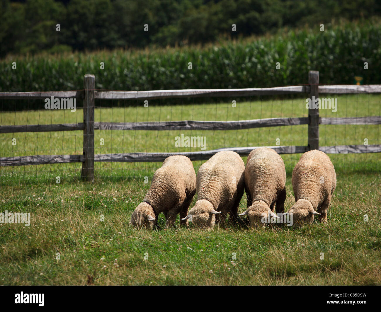 4 sheep eating. Woodstock, Vermont, USA, New England Stock Photo - Alamy