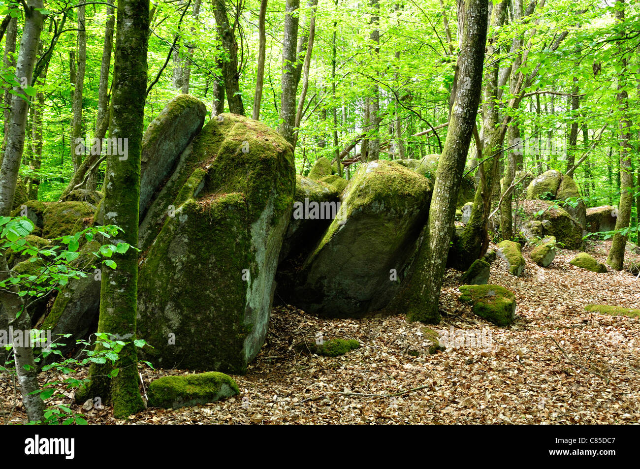 A wood with alignment of rocks, a megalithic and secret place near La ...