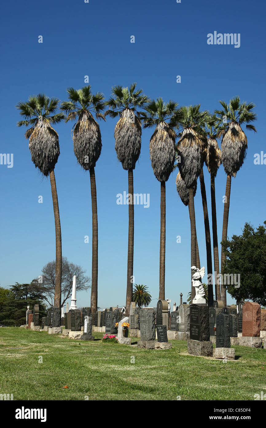PALM TREES IN GRAVEYARD SHOWMEN'S REST AT THE EVERGREEN MEMORIAL PARK ...
