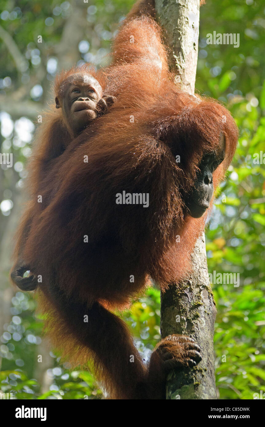 juvenile and mother orangutan (Pongo pygmaeus/Pongo abelii) in Sarawak ...