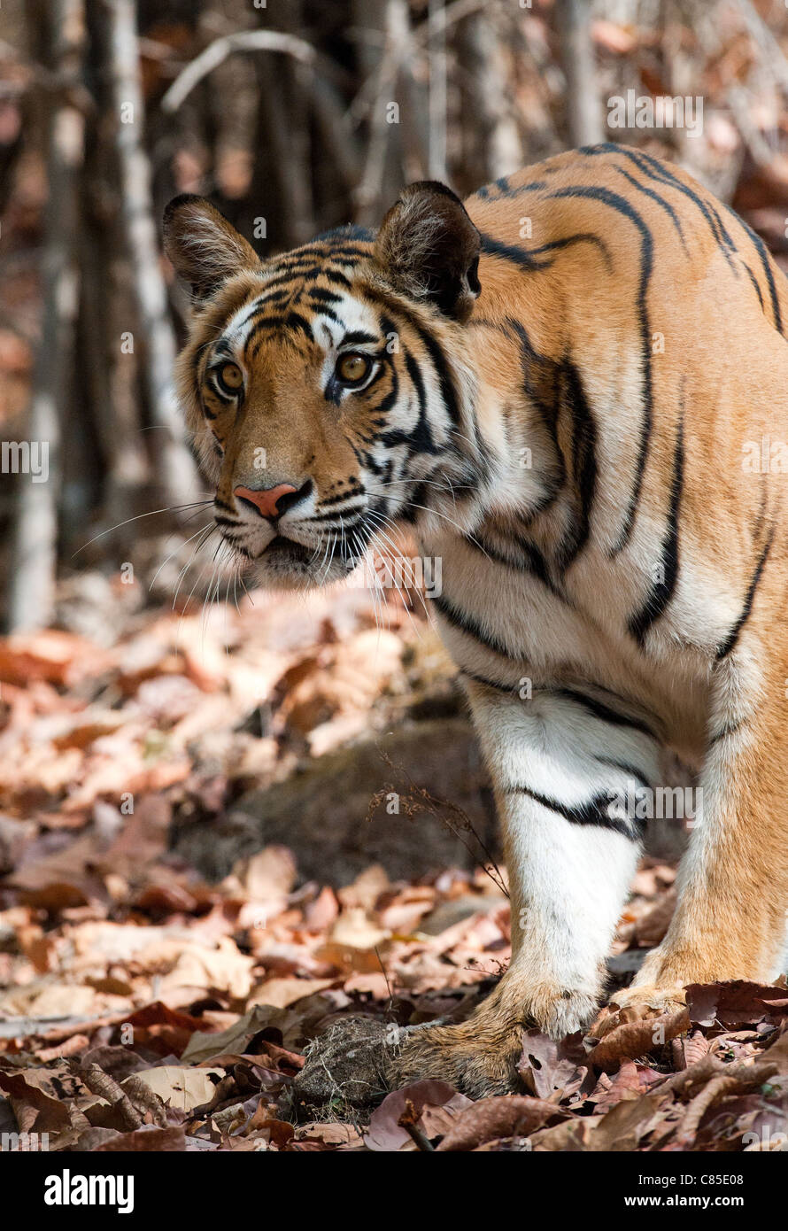 Adult Tiger Stalking High Resolution Stock Photography and Images - Alamy