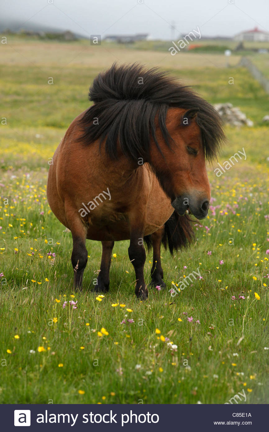 Shetland Pony High Resolution Stock Photography and Images - Alamy
