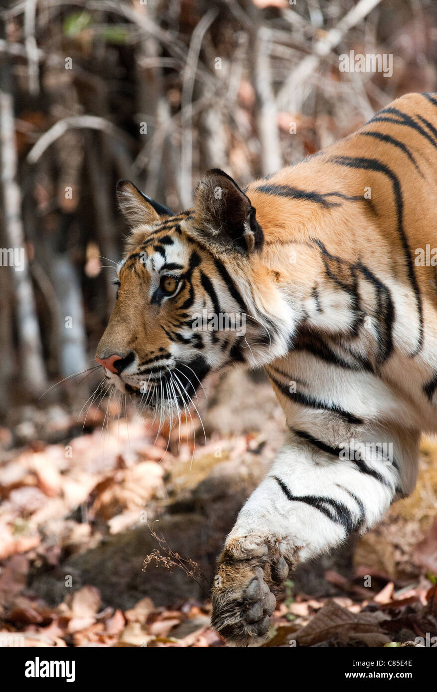 Bengal Tiger creeping Stock Photo - Alamy