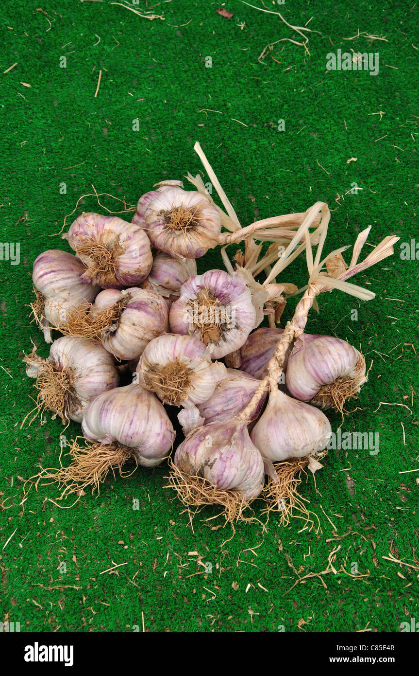 Garlic on green background hi-res stock photography and images - Alamy