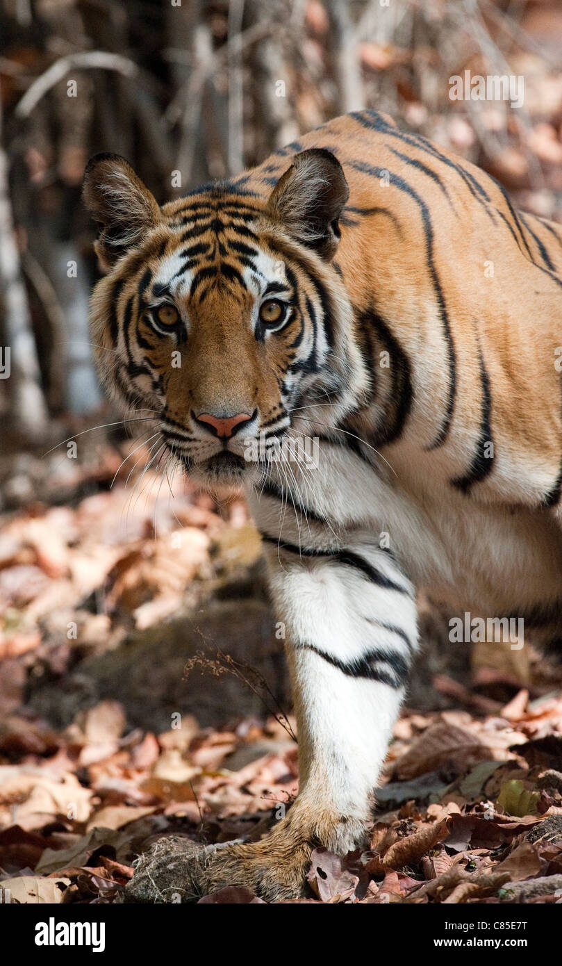 Bengal Tiger creeping Stock Photo - Alamy