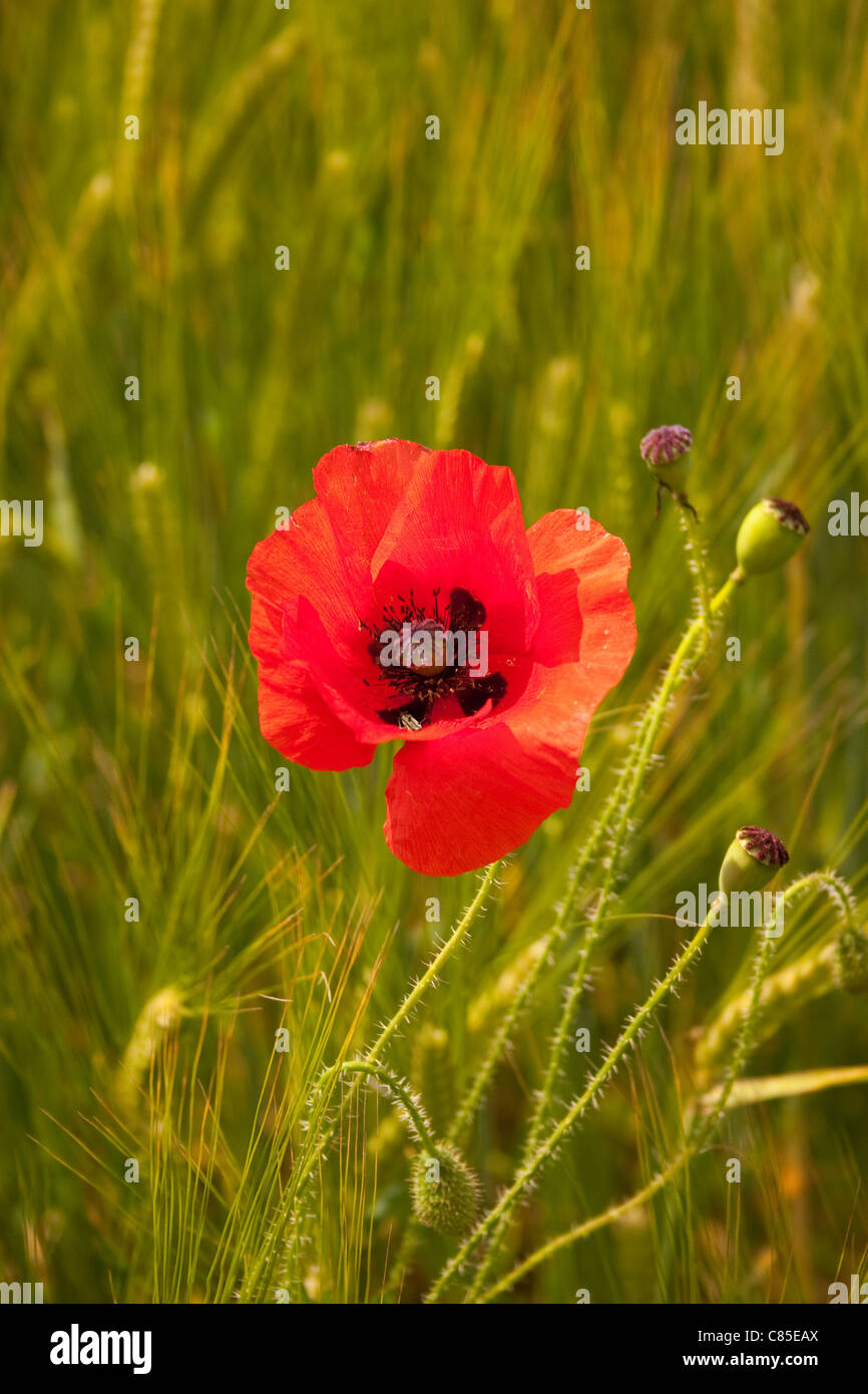 1 one single alone hi-res stock photography and images - Alamy