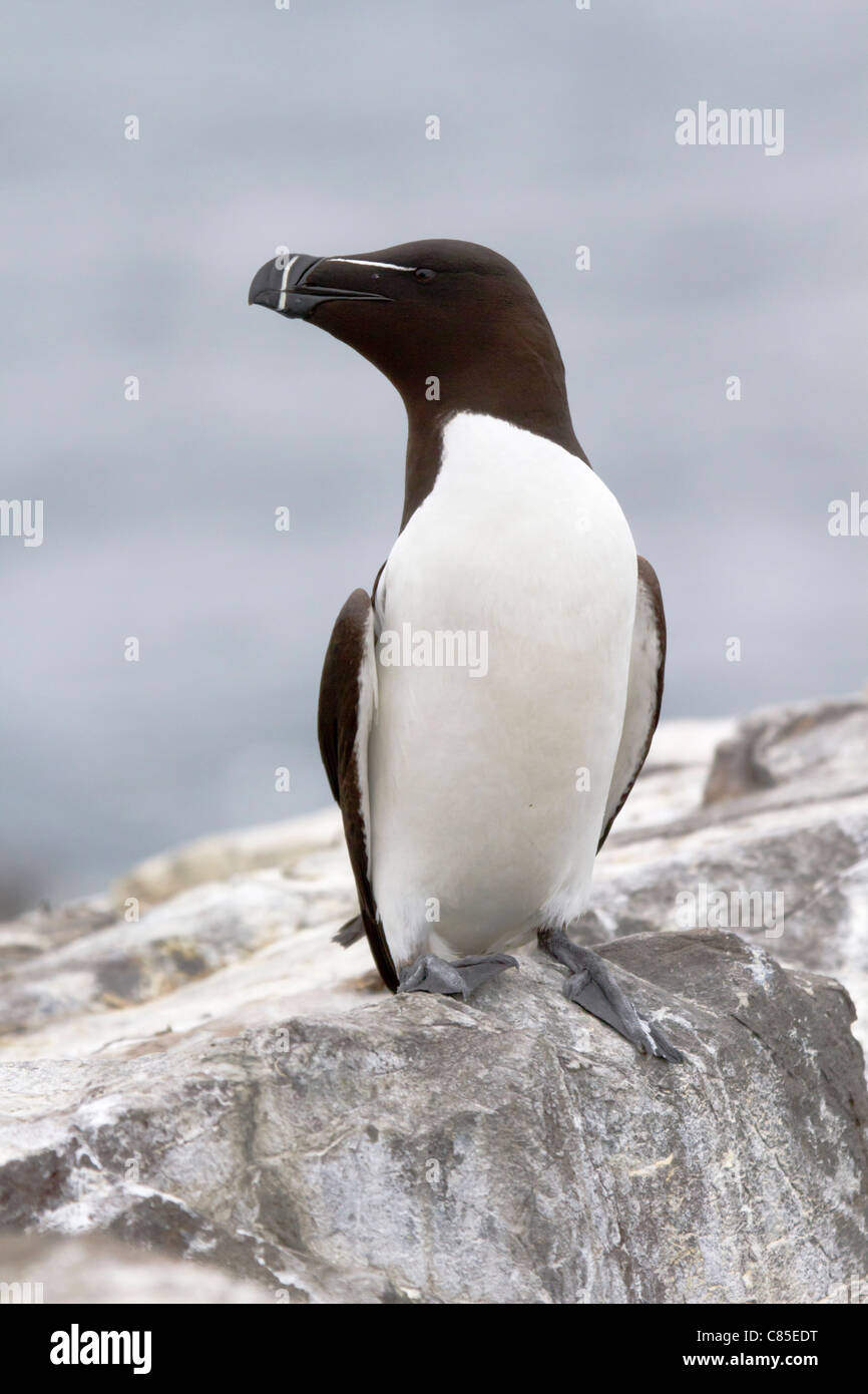 Razorbill england hi-res stock photography and images - Alamy