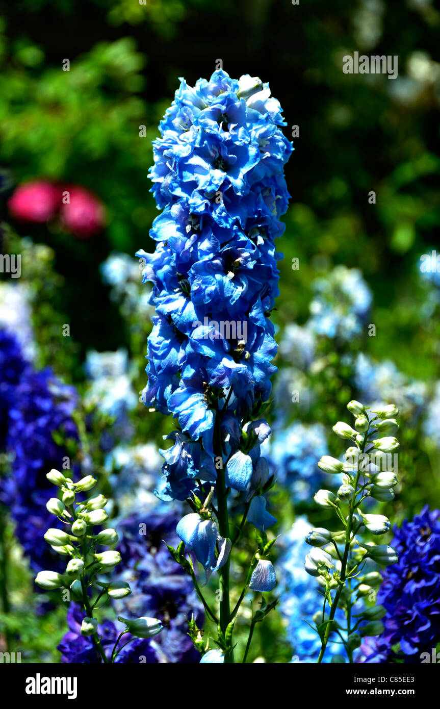 Delphinium pacific giant (Delphinium sp) in bloom Stock Photo - Alamy