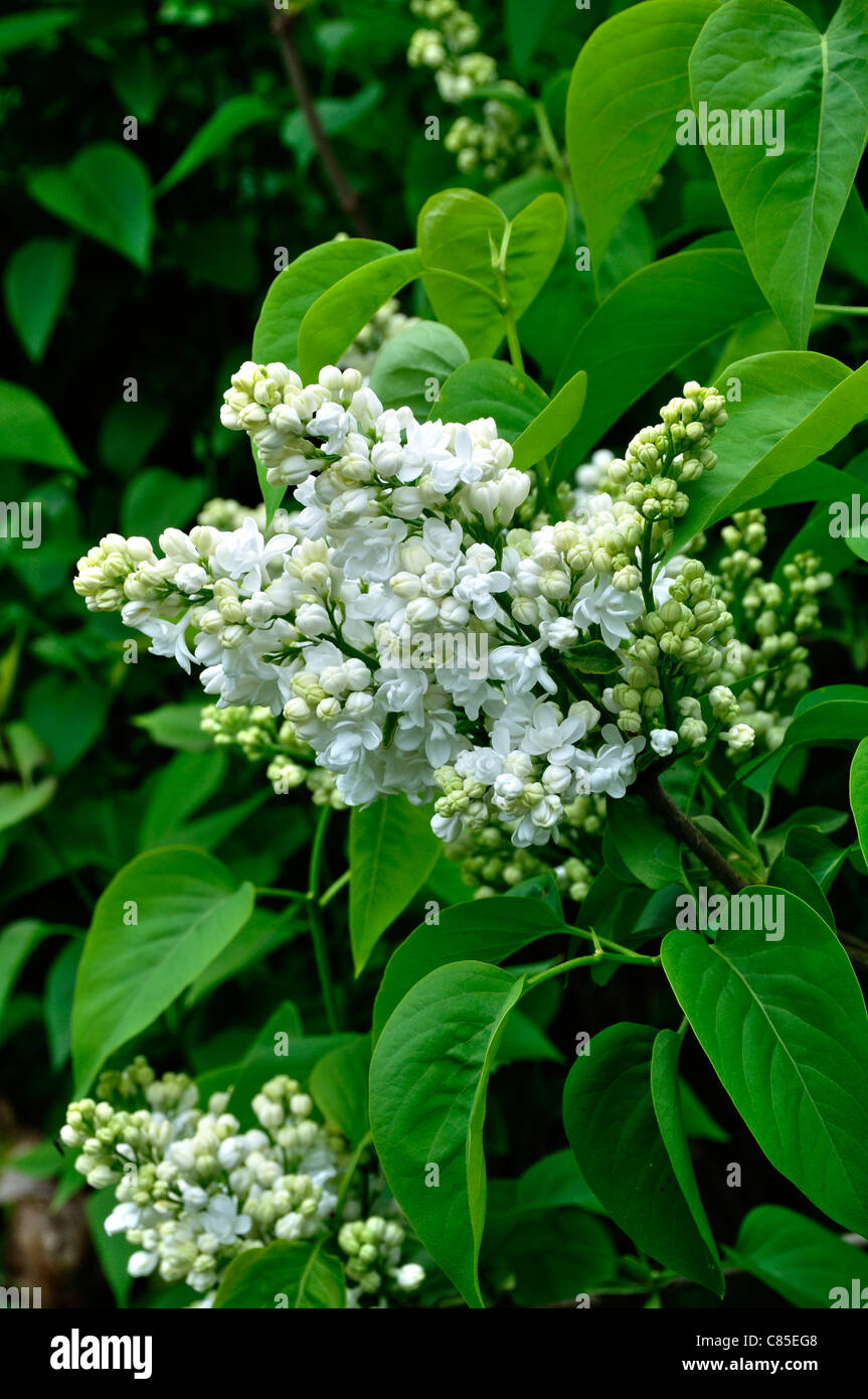 Lilas syringa vulgaris hi-res stock photography and images - Alamy